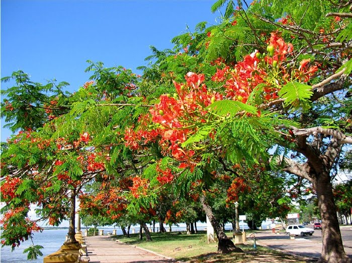 Cultura Guaraní: LOS CHIVATOS